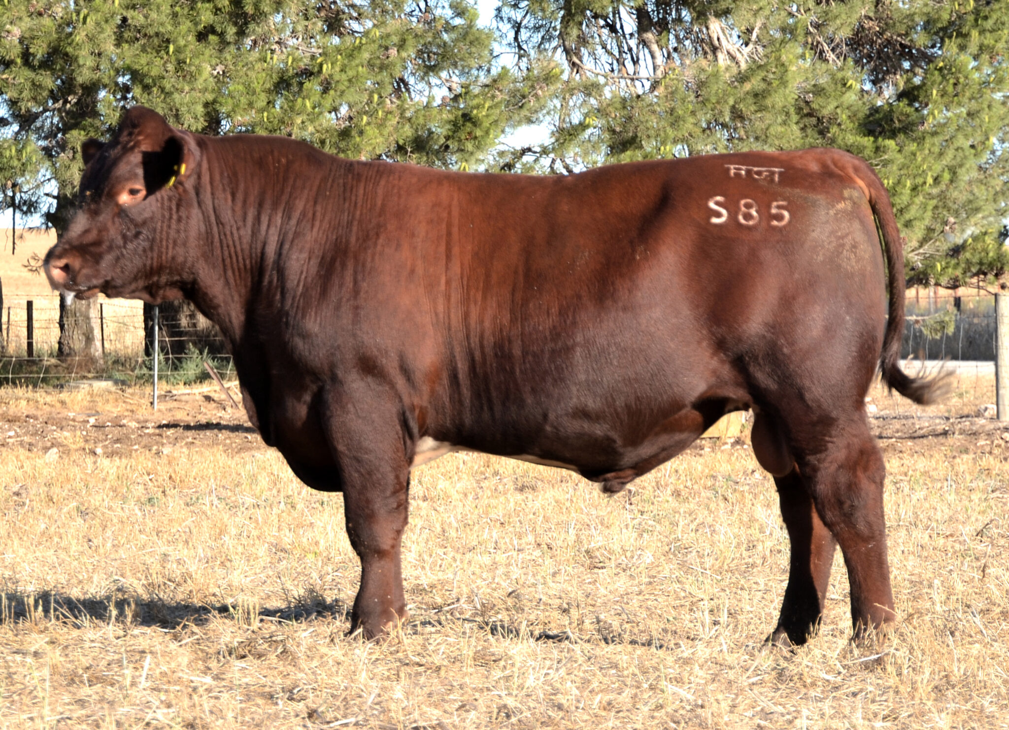 On-Property Shorthorn Sale - Bayview Studs, South Australia